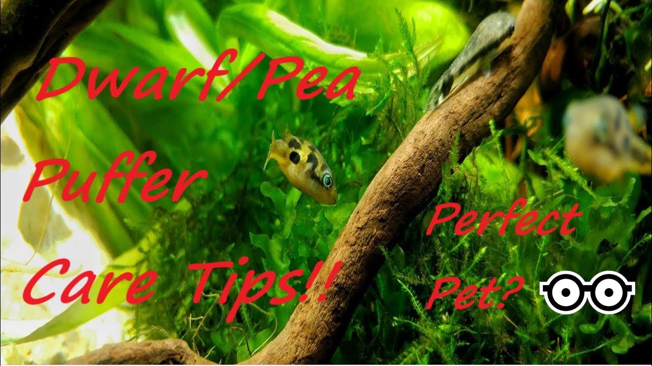 Dwarf/Malabar/Indian Pea/BB/Pygmy Puffer care. Tips and Tricks for ...