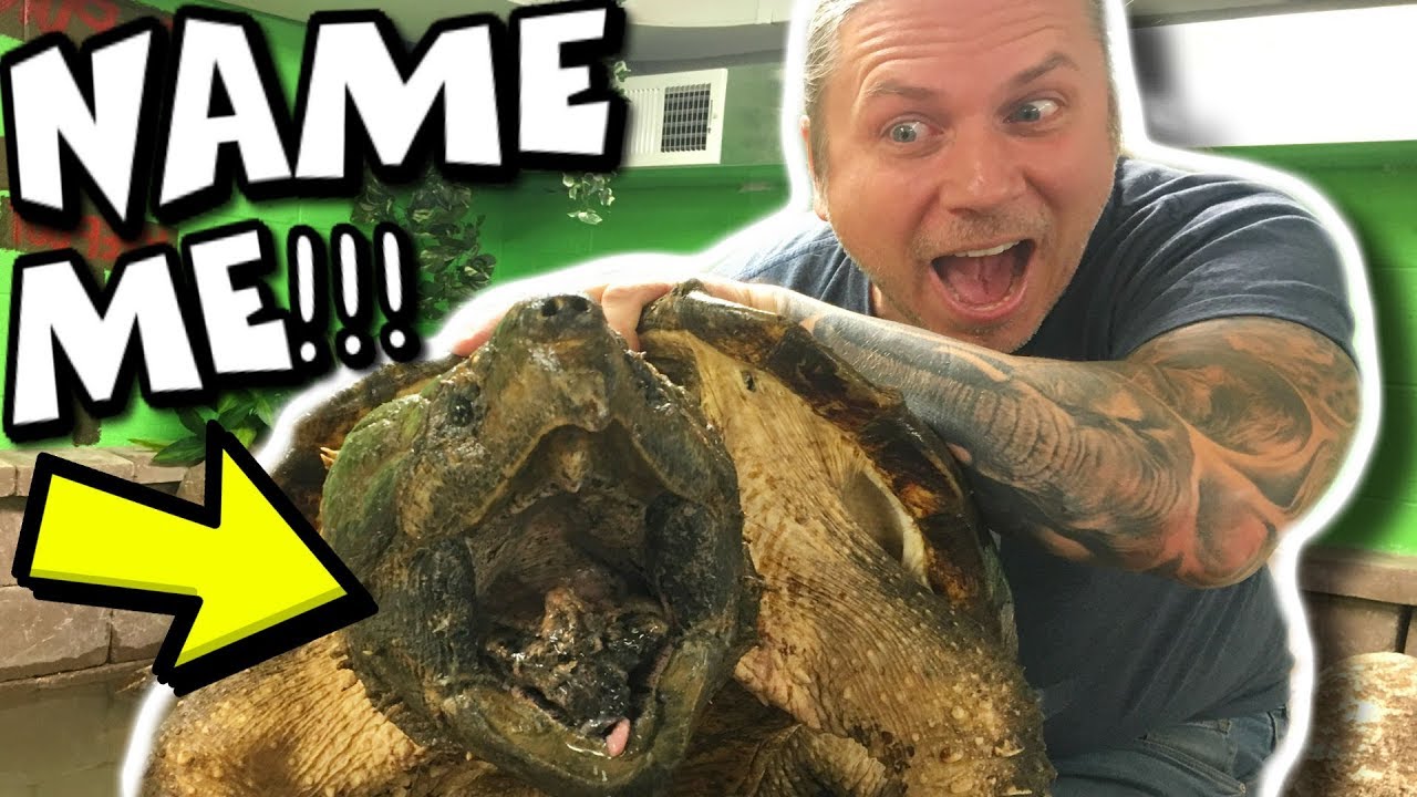 HELP ME NAME MY NEW ALLIGATOR SNAPPING TURTLE!!! | BRIAN BARCZYK - YouTube