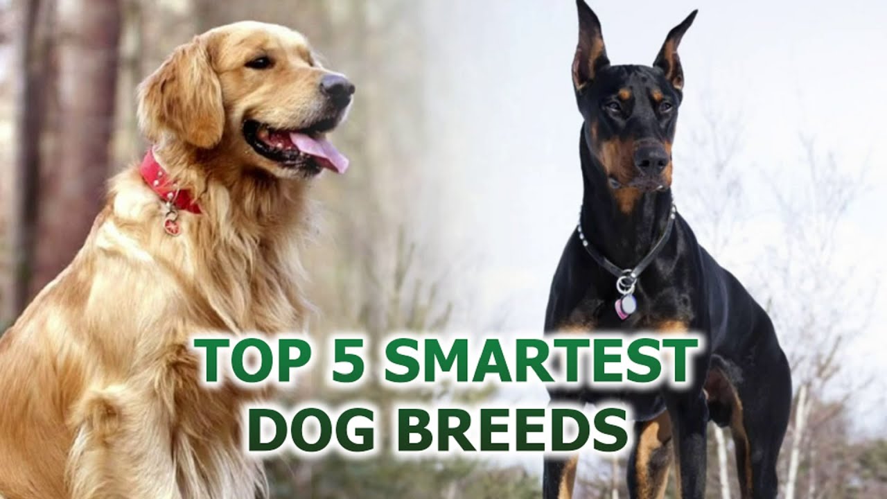 TOP 5 SMARTEST DOG BREEDS - Best Dogs - YouTube