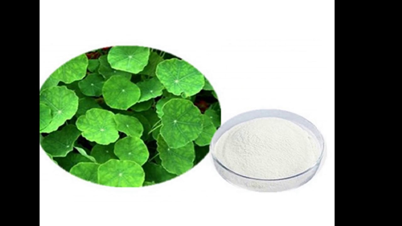 purslane extract supplier/wholesale/bulk/factory - YouTube
