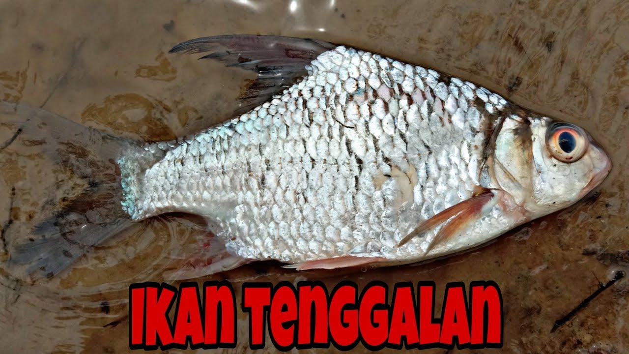 Umpan buah kulim killer ikan tenggalan Dan spesis ikan sungai ...