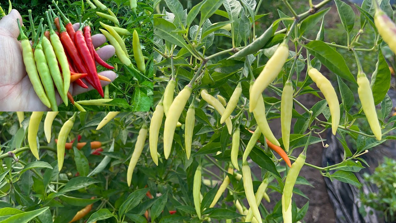 ปลูกพริกมณีขาว ดกงามๆ Cultivated Mani Khao Pepper - YouTube