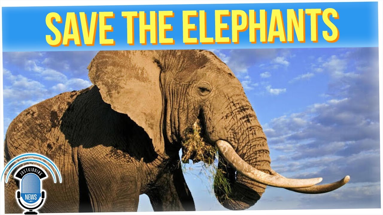 Africans Say Elephants NEED to Be Hunted to Conserve the Species - YouTube