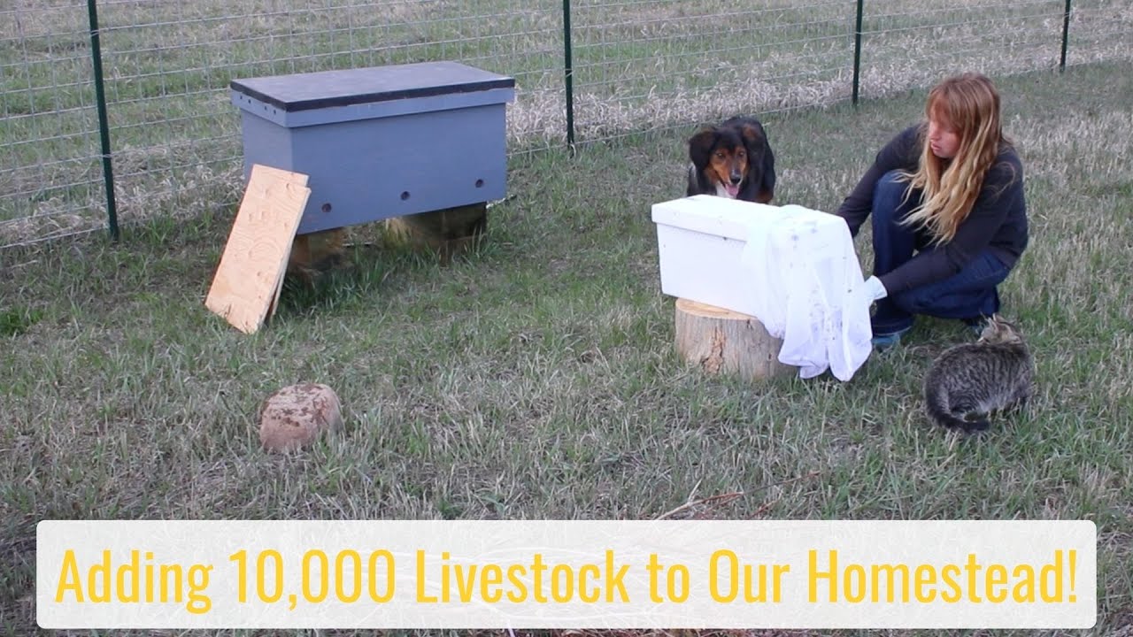 What Did We Pick up Now? Adding 10,000+ New Livestock to Our Homestead ...