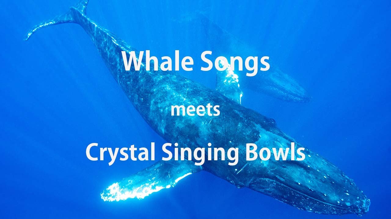 Whale Song meets Crystal Bowls - YouTube