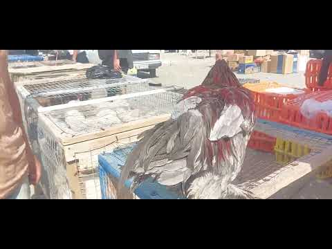 30 aqust 2026 gənçə toyuq bazarı 050 567 95 25