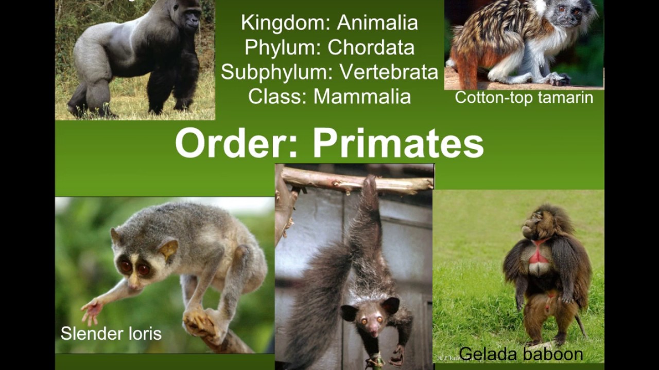 Order Primates - YouTube