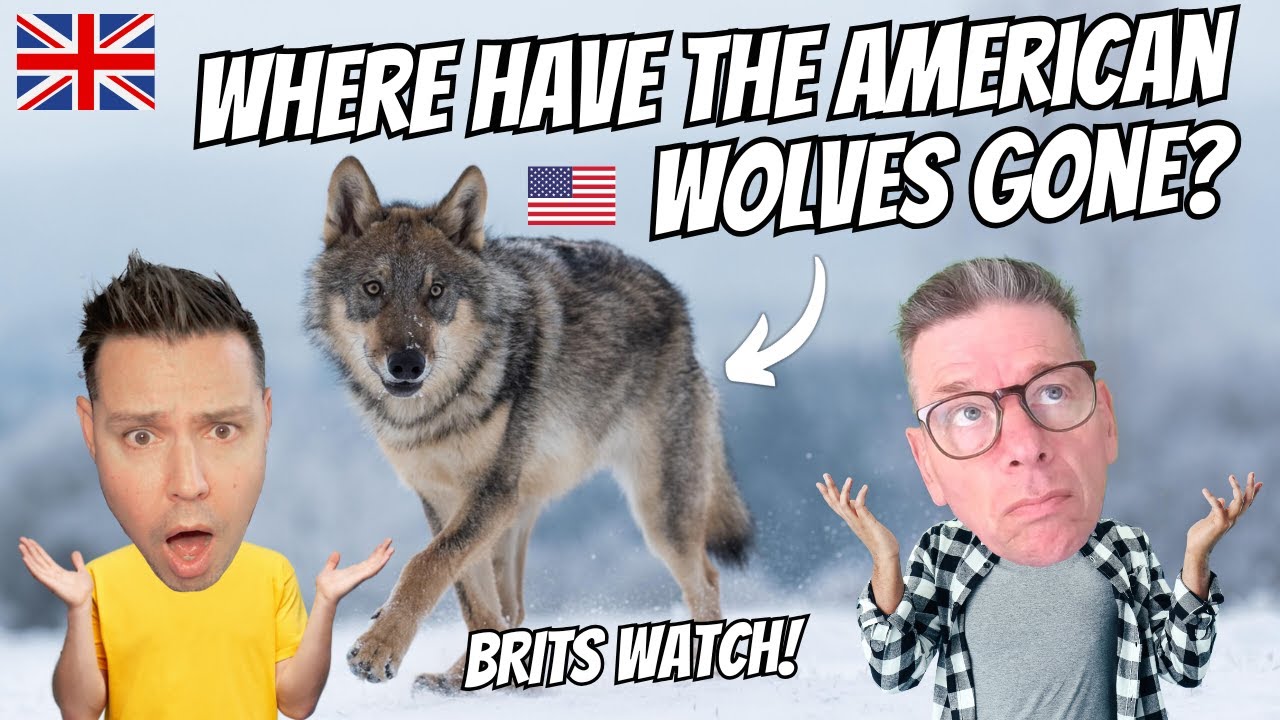 The Amazing Comeback Story of Wolves Across America - YouTube