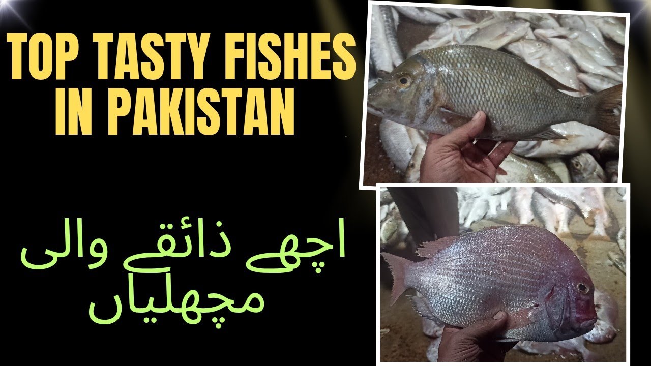 Top Tasty Fishes in Pakistan #topfishes #bestfishes - YouTube