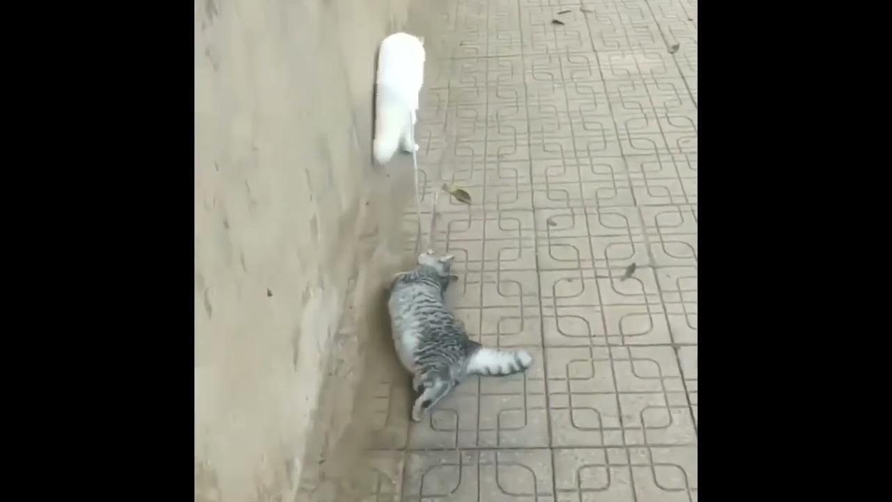 Різні котики Youtube