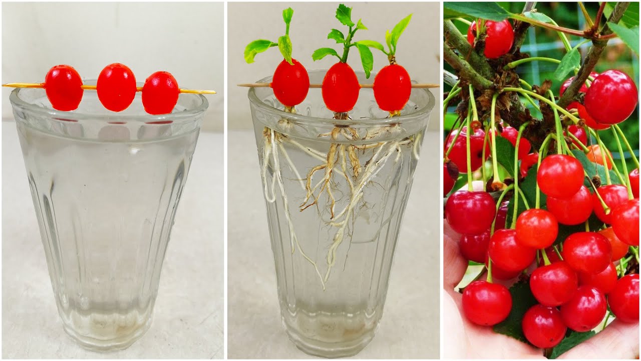 Unique way to grow cherry tree with water and alovera, how to grow ...
