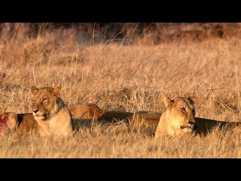 A Lioness Defends Her Young from a Pack of Hyenas - YouTube