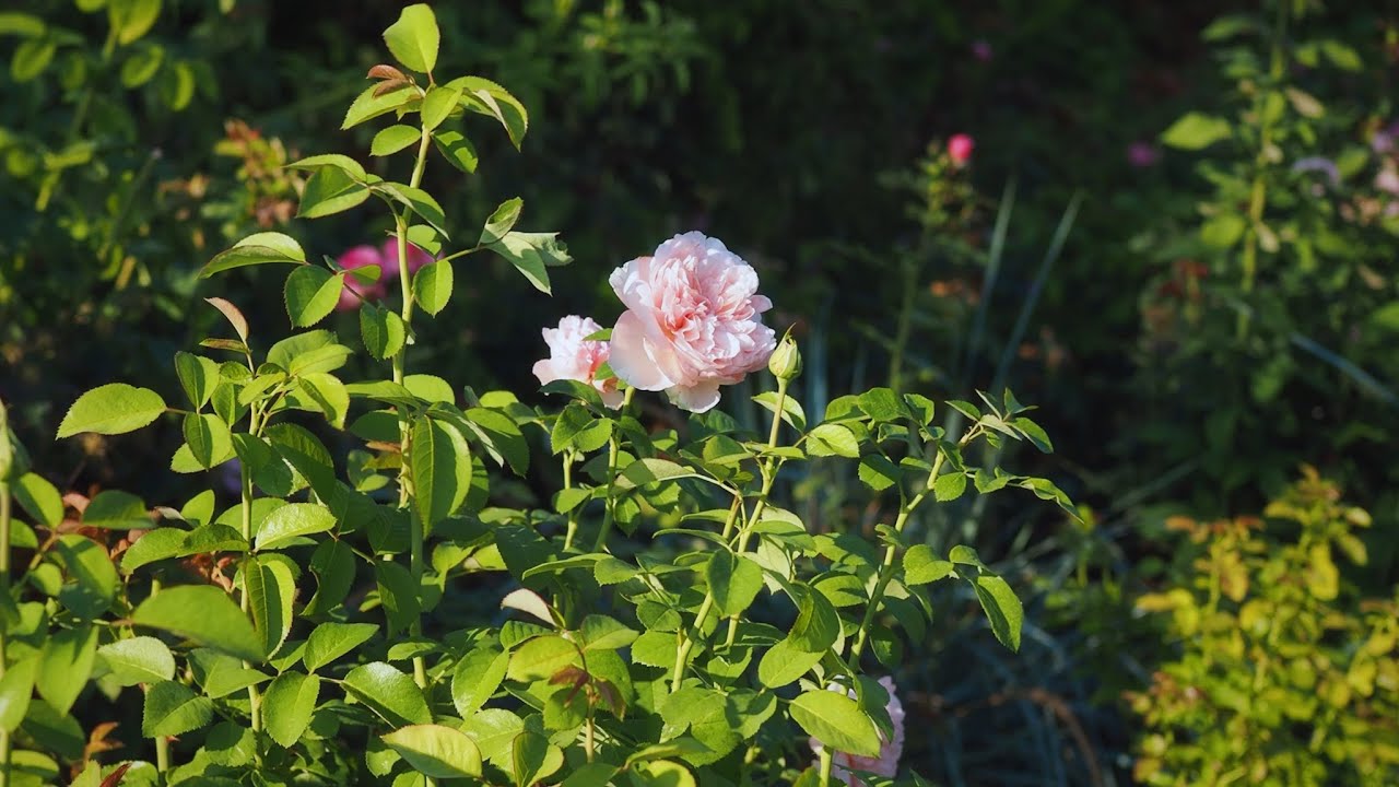 4K - Rose Mauritia is a real gem! - my garden update 28/08/2024 - YouTube