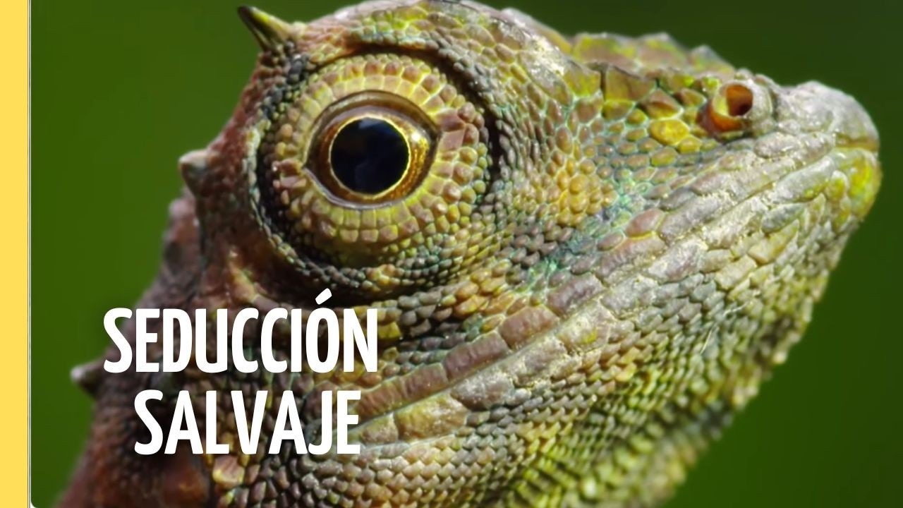 Seducción Salvaje: El Arte del Cortejo Animal | Episodio Completo - YouTube