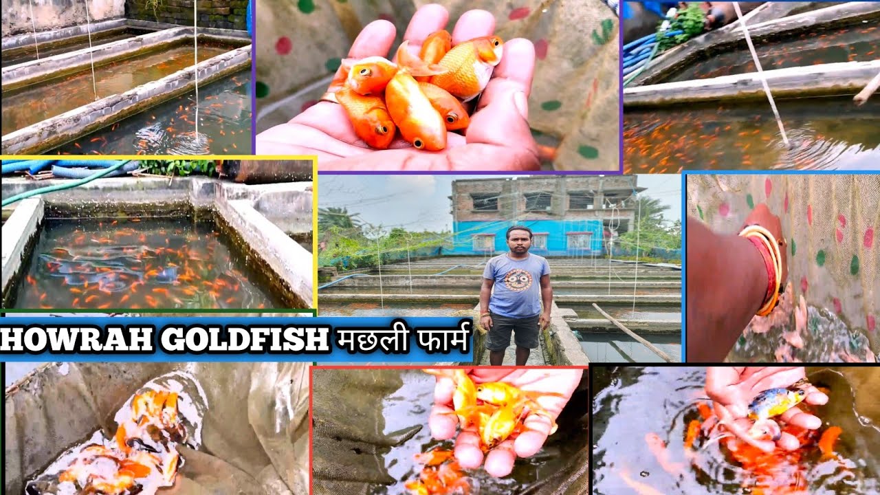 GOLDFISH FARM IN INDIA AT HOWRAH 🌉 | ORNAMENTAL FISH FARM | हावड़ा ...