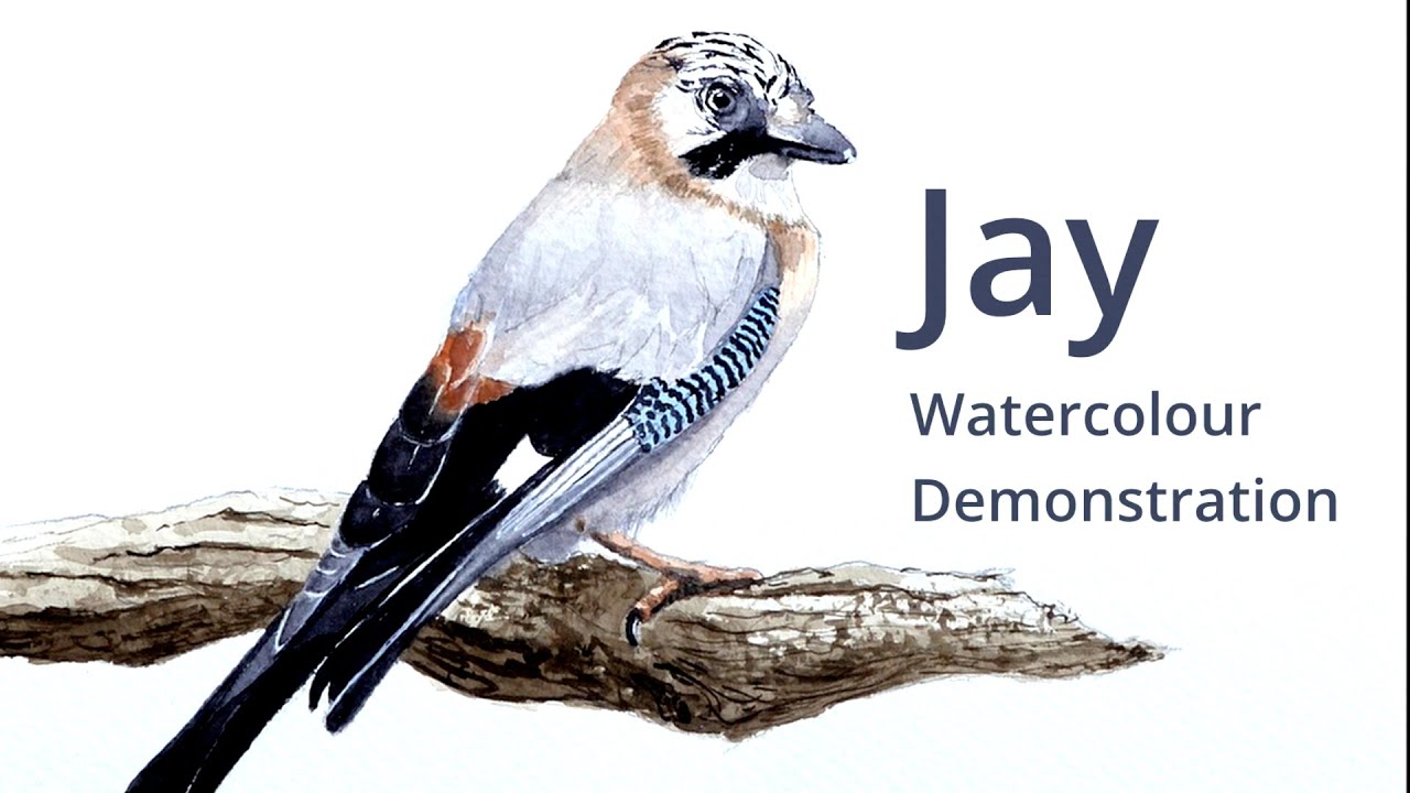 How to paint a Jay - Watercolour painting demonstration - YouTube