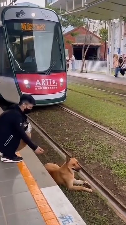 The dog caused a stampede at the station #viralshorts - YouTube