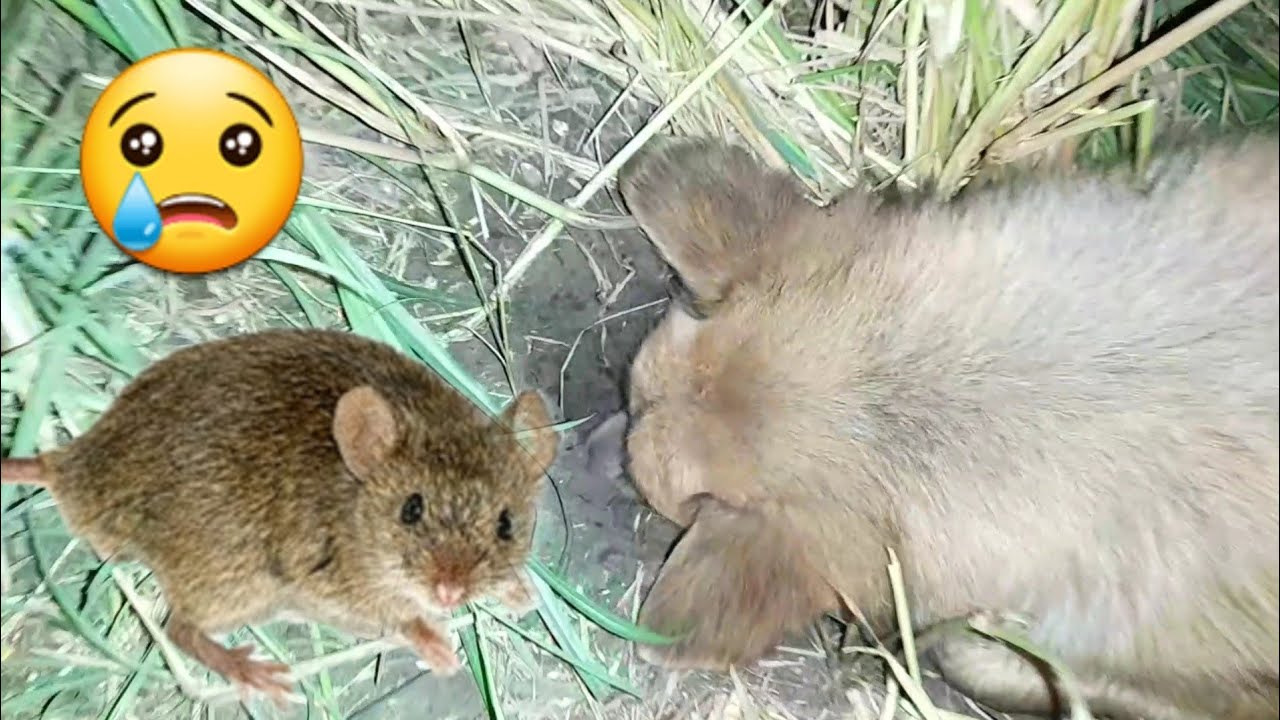 Hunting mice... - YouTube