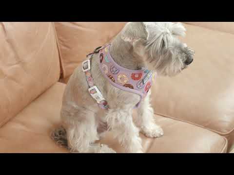 How to Reverse the Reversible Dog Harness - YouTube
