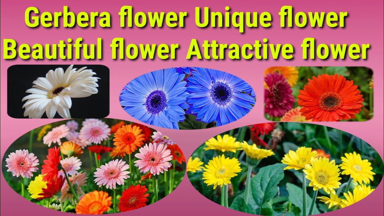 An attractive flower Gerbera | Different colours Gerbera flower ...