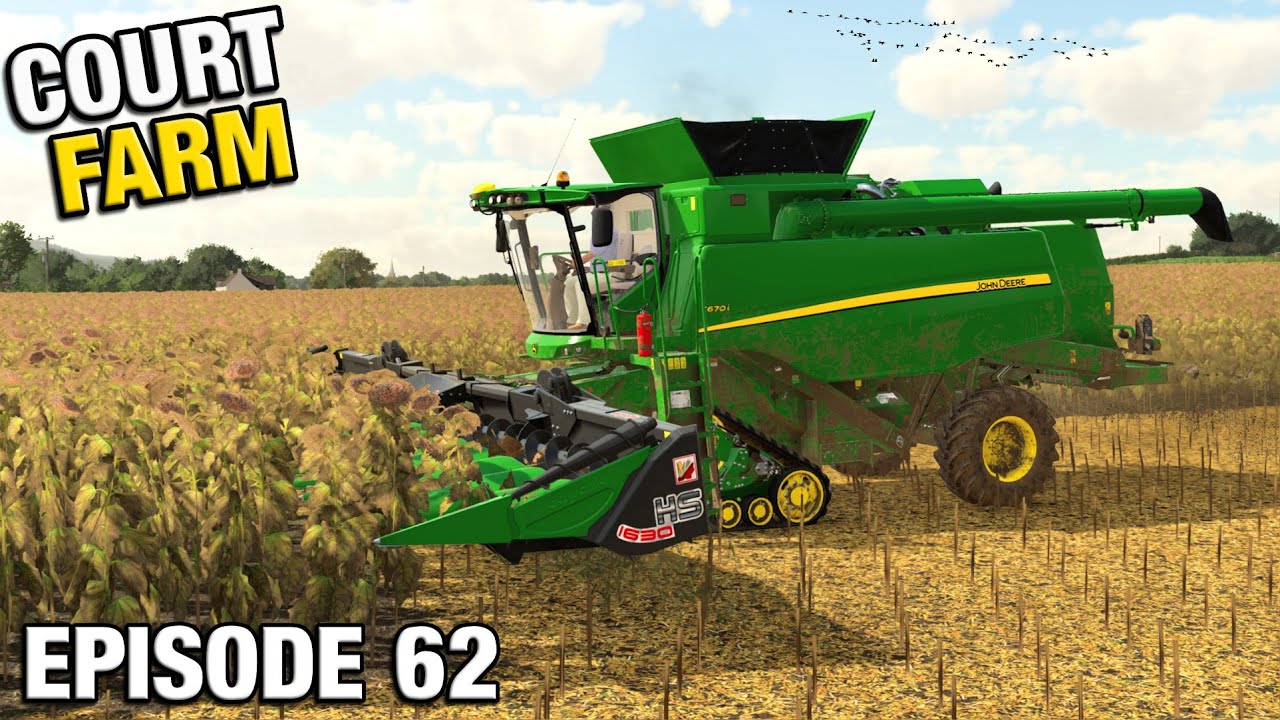 THE FINAL FIELD OF SUNFLOWERS IS HARVESTED Court Farm Country Park FS22 ...