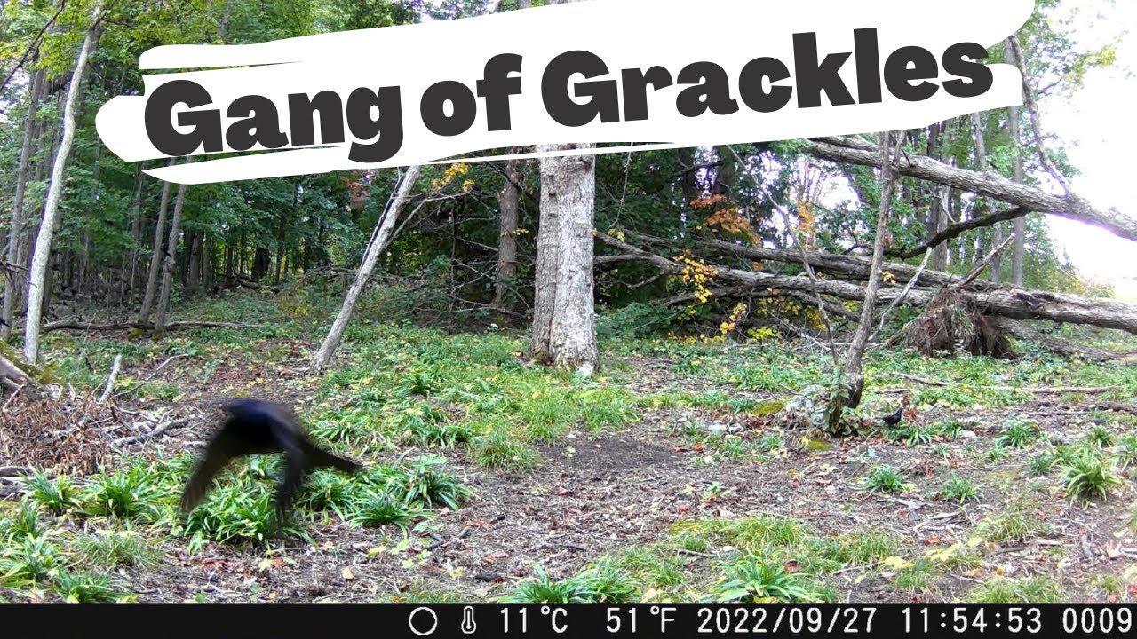The Forest is Alive with Grackles (Trail Cam Video) - YouTube