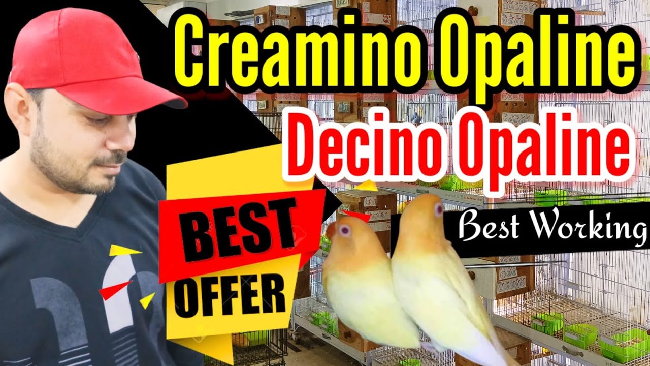 Love bird Creamino Opaline Best Pairing | Special Offer | Albino ...