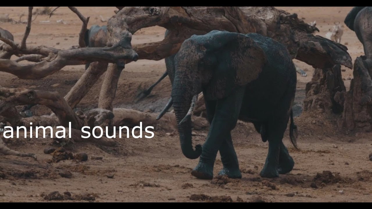 Unique animal sounds. Sheep, goats, elephants. - YouTube