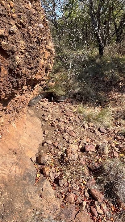 African rock python #python #snake #animal #wildlife - YouTube