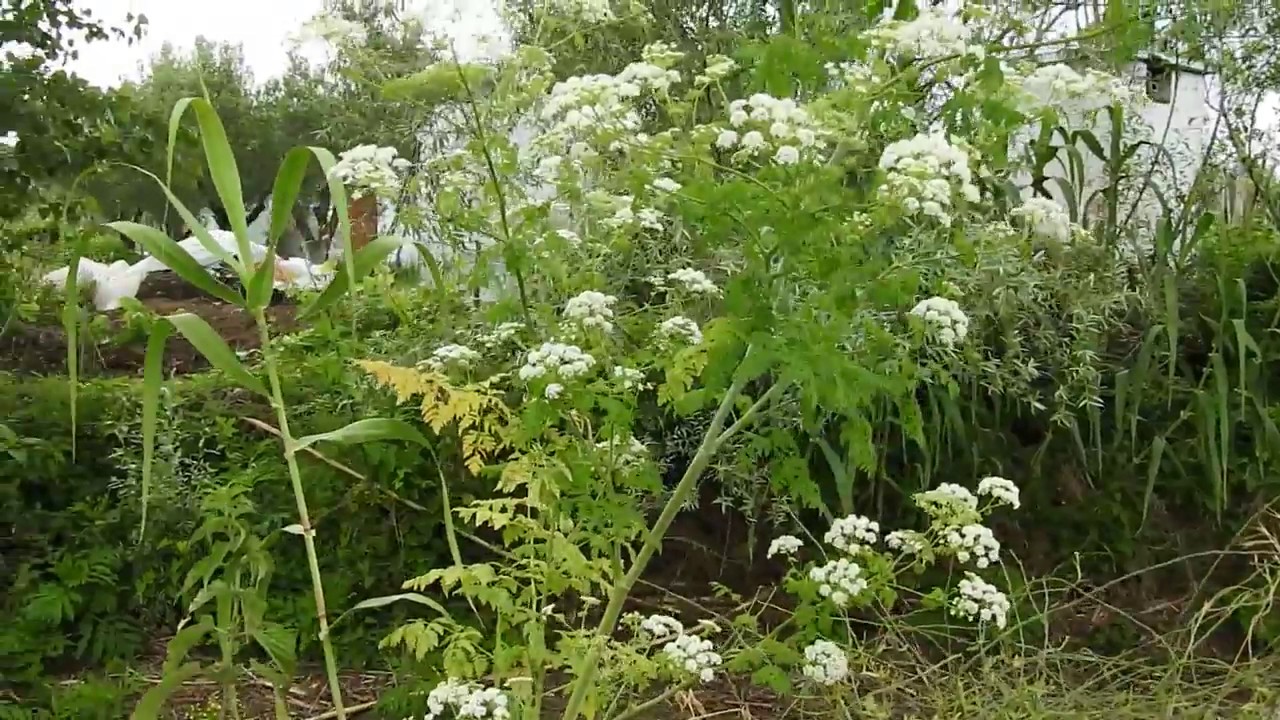 Conium maculatum - YouTube