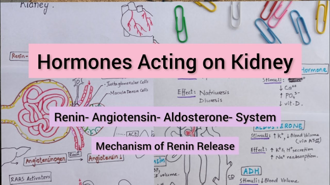 Hormones Acting on Kidney | Renin-Angiotensin-Aldosterone-System - YouTube