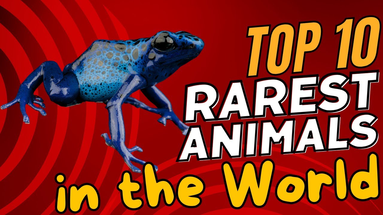 Top 10 Rarest Animals in the World 🌍🦋 - YouTube