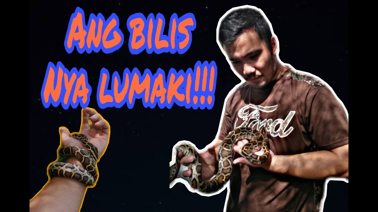 GIANT SNAKE UPDATE MY BURMESE PYTHON 2020 | The BigmanMatt , snake, reptile, exotic pets - YouTube