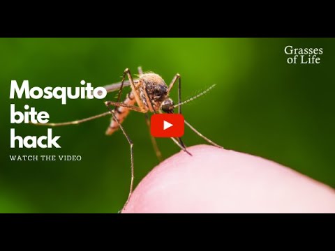 Beating Itchy Bites with Essential Oils hosted by Naturopath Scott ...