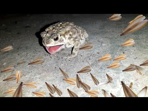 Frog eating insects | Frog eating bugs |#frog #frogs #toad #frogvideo # ...