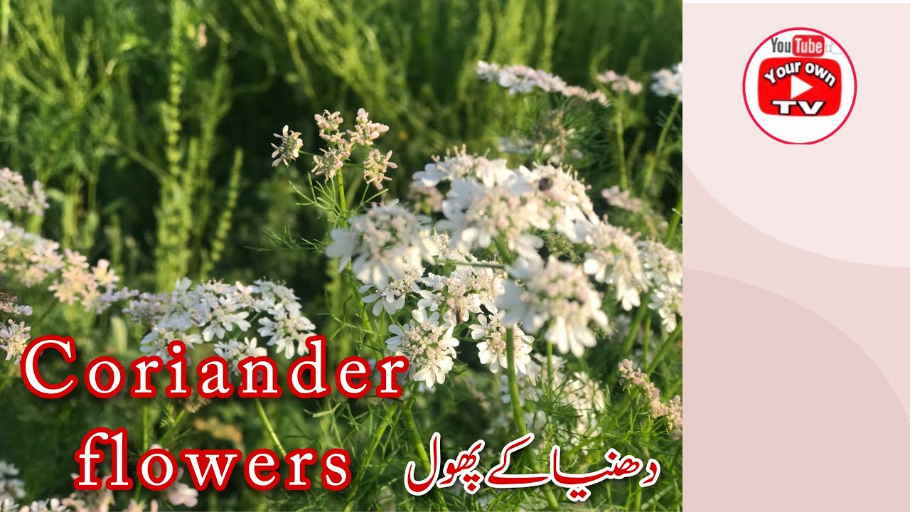 Coriander flowers - YouTube