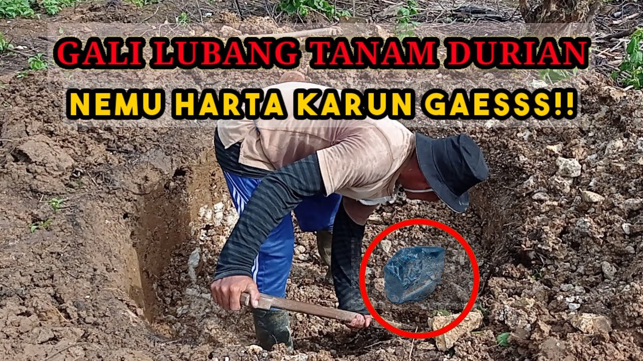 PEMBUATAN LUBANG TANAM DURIAN MUSANGKING, DURIAN HITAM, BAWOR, MONTONG ...