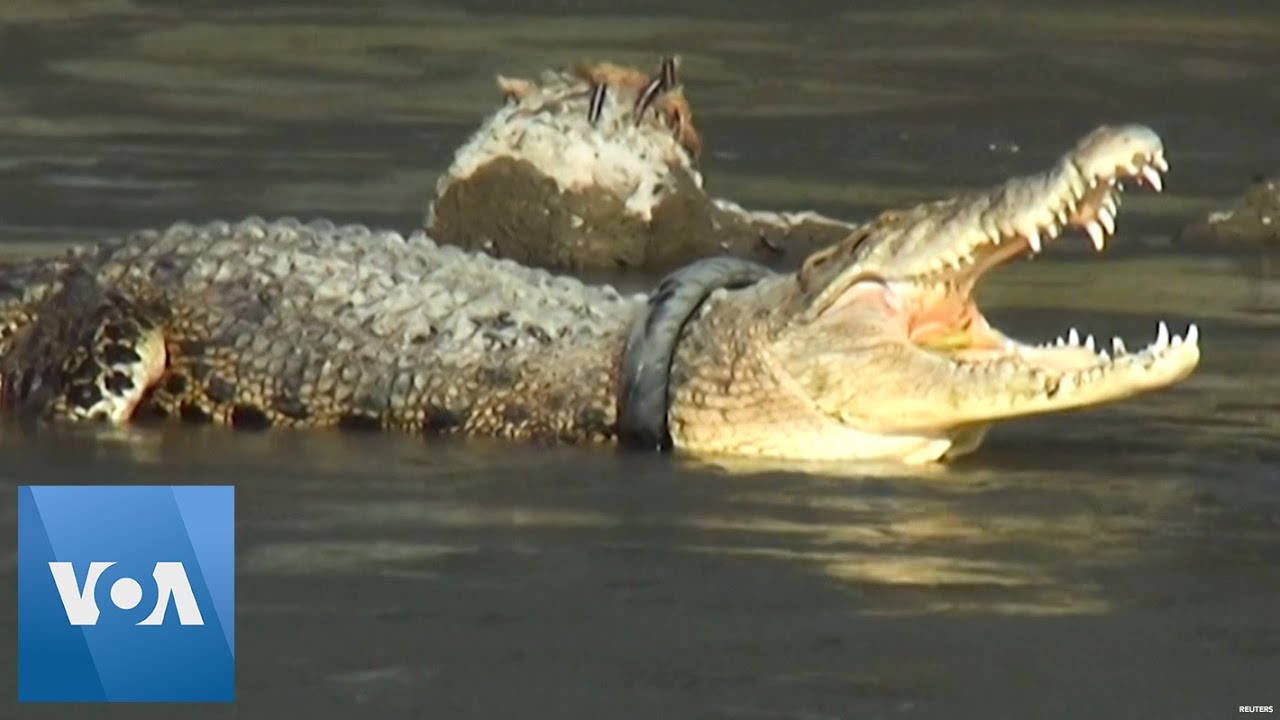 Indonesian Croc Freed After Five Years Trapped in Tire - YouTube
