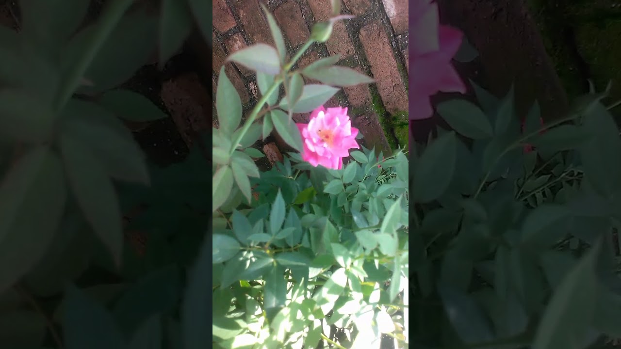 New Video From Visual || Nature Visual || Flower Rose || Pink Flower ...
