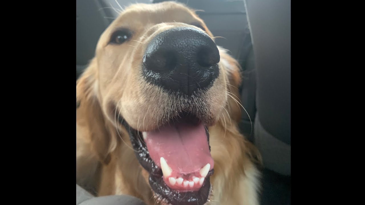 50 random pictures of my dog - YouTube