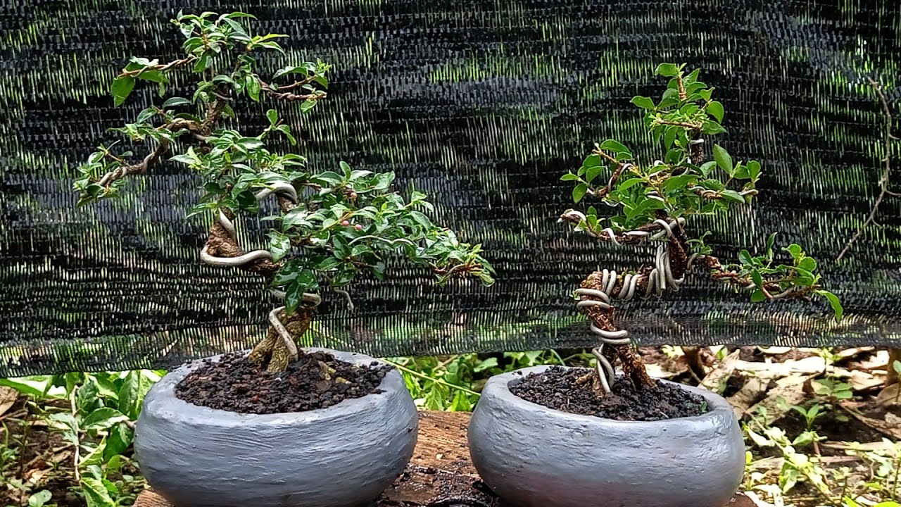 masih di ground terlihat hanya bunga biasa setelah di pot jadi bonsai ...