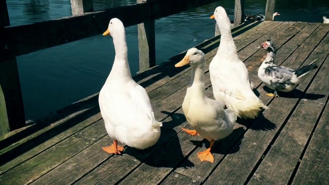 Sydney Duck Rescue - YouTube
