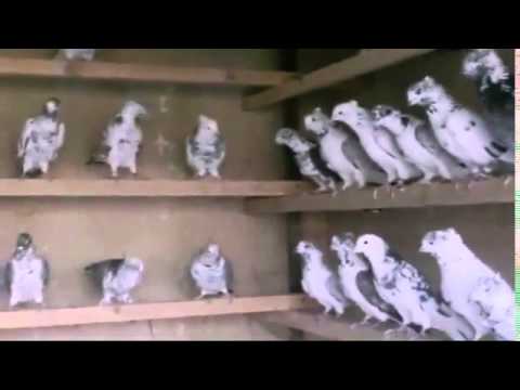 Best Iranian high flyer pigeons - YouTube