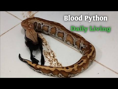 Snake Bl**d Python Attack on Duck Chicks/Live Feeding Documenter - YouTube