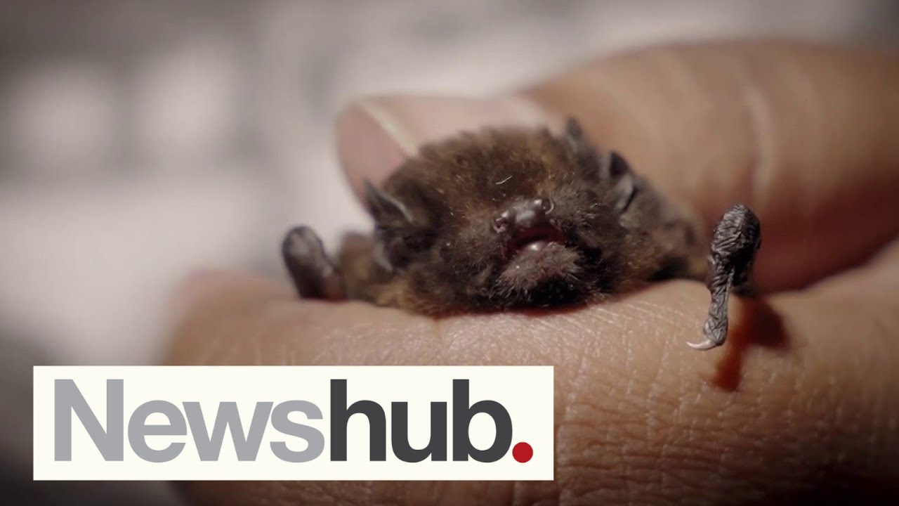Researchers team up with locals to save NZ's only native land mammal ...