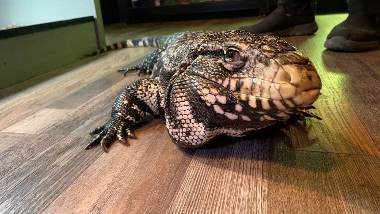 What to do if you see a tegu - YouTube