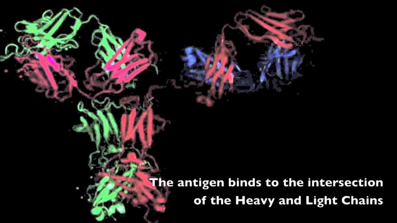 IgG B12 Protein Movie - YouTube