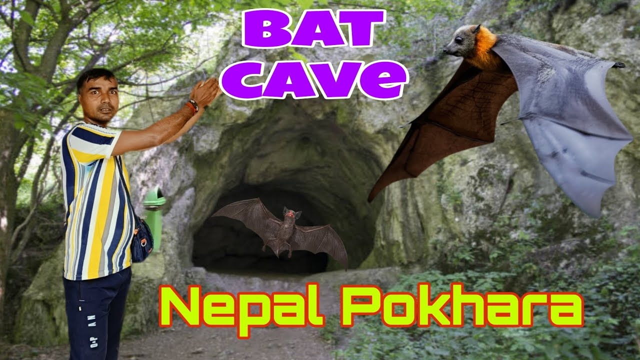 Bat cave। Nepal Pokhara sightseeing।। বাদুড় এর গুহা। নেপাল পোখরা ...