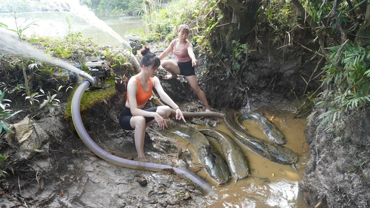 Top video: Harvesting fish with pump - Hunting wild snake | Catch many ...