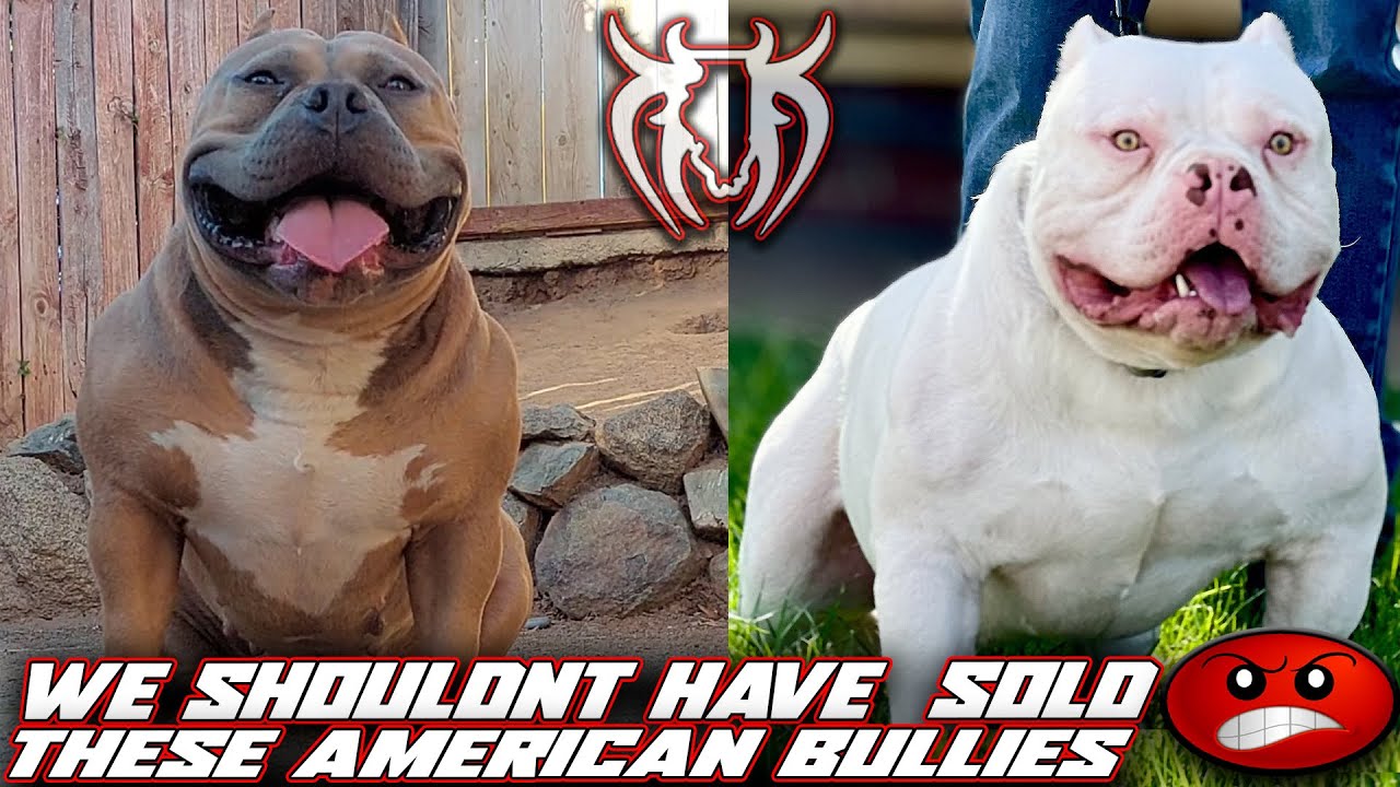 ALL WE WANT IS OUR AMERICAN BULLIES BACK!!!!!!!!!😡😡😡😡😡 - YouTube